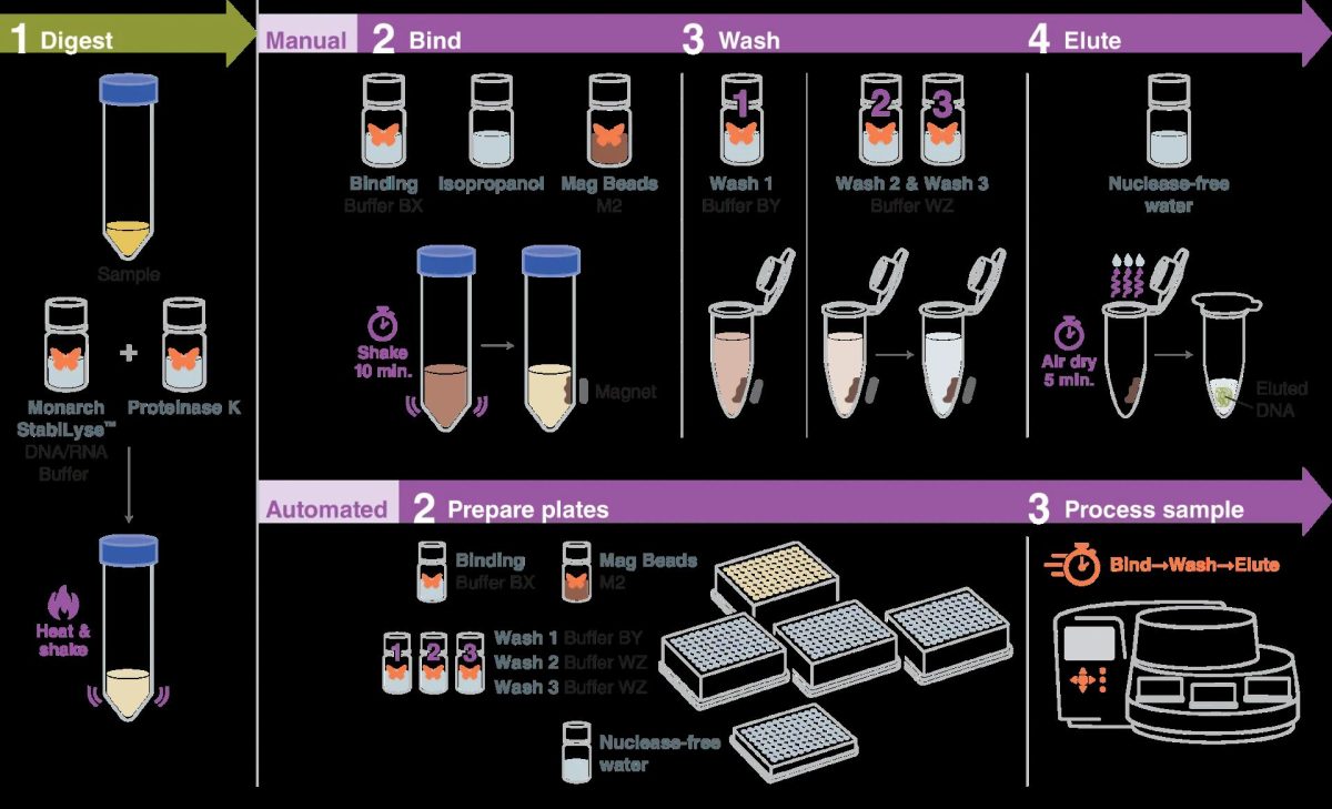 New England Biolabs launches Monarch Mag Cell-free DNA extraction kit ...